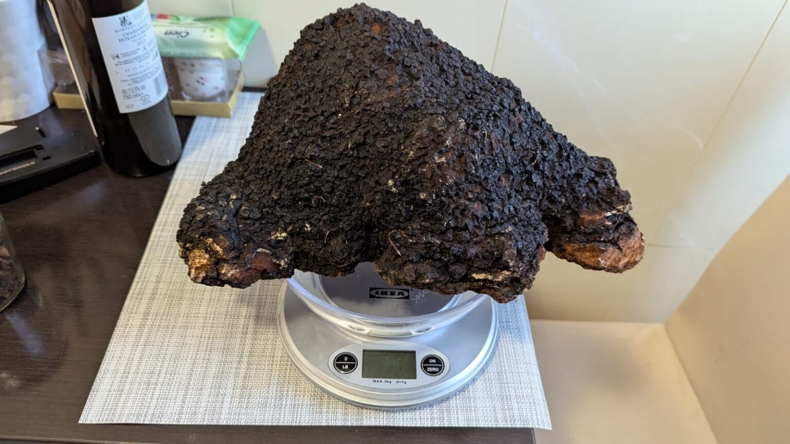 Chaga – Ciuperca Miraculoasă: Beneficii, Utilizări și Precauții ...