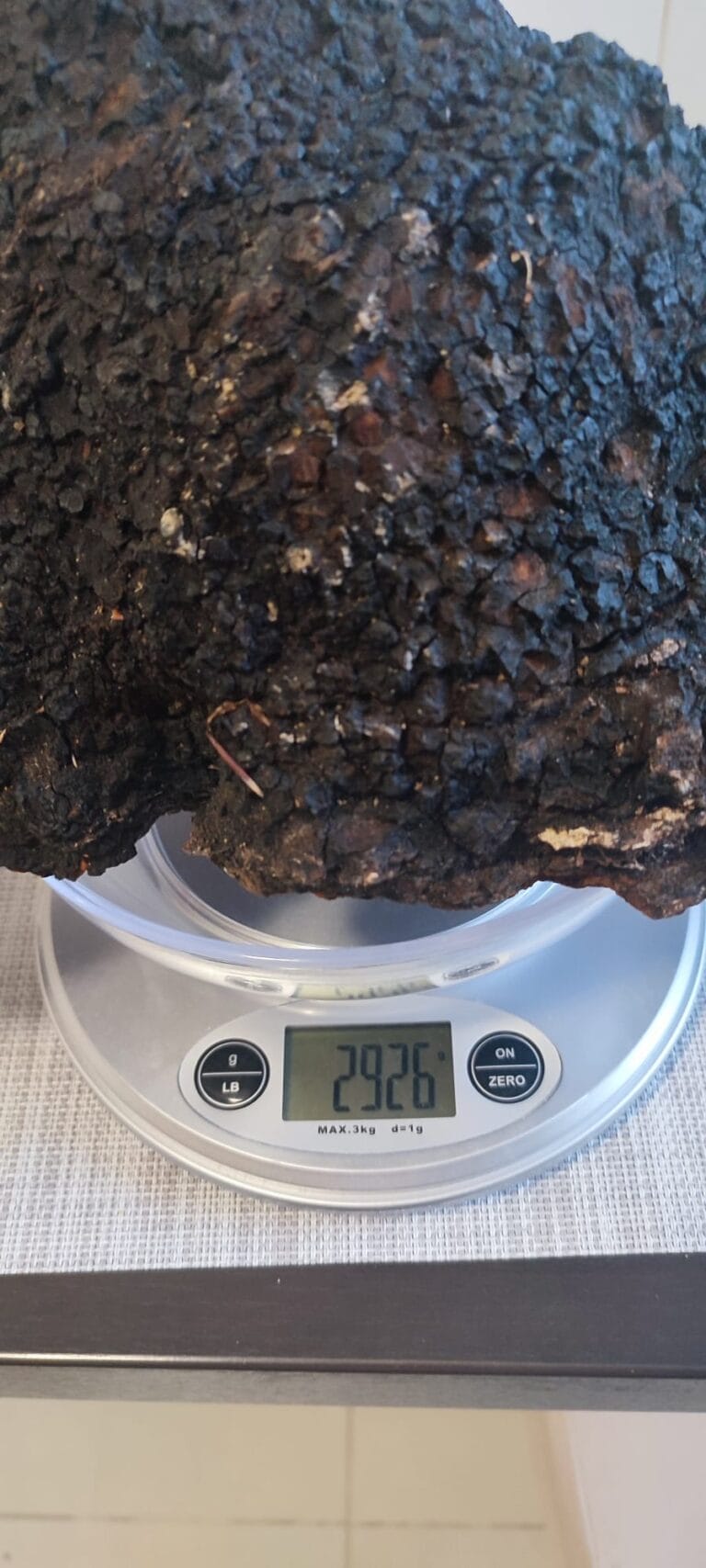 Chaga – Ciuperca Miraculoasă: Beneficii, Utilizări și Precauții ...