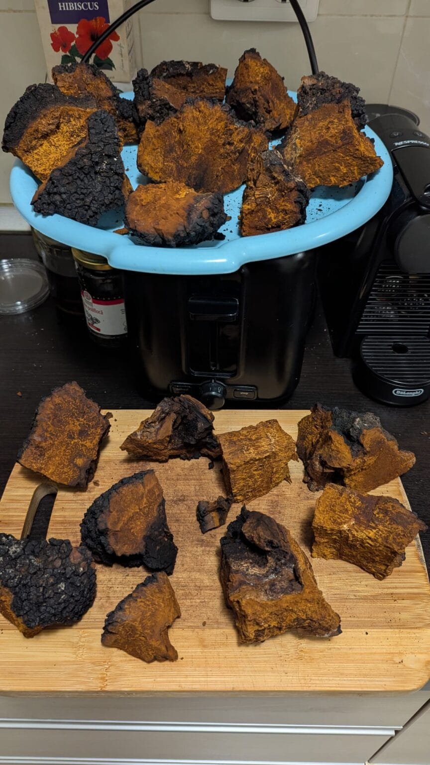 Chaga – Ciuperca Miraculoasă: Beneficii, Utilizări și Precauții ...