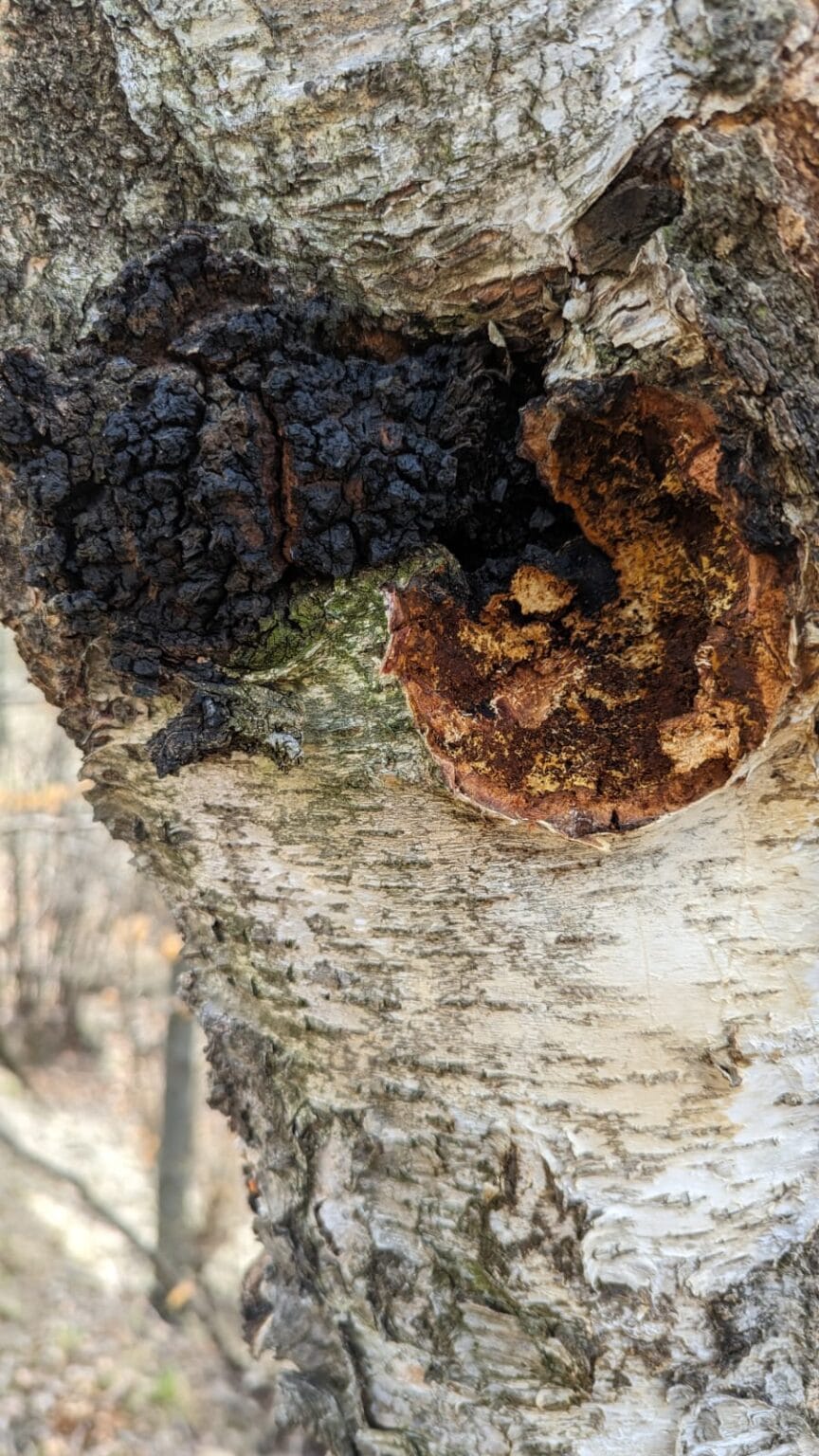 Chaga – Ciuperca Miraculoasă: Beneficii, Utilizări și Precauții ...