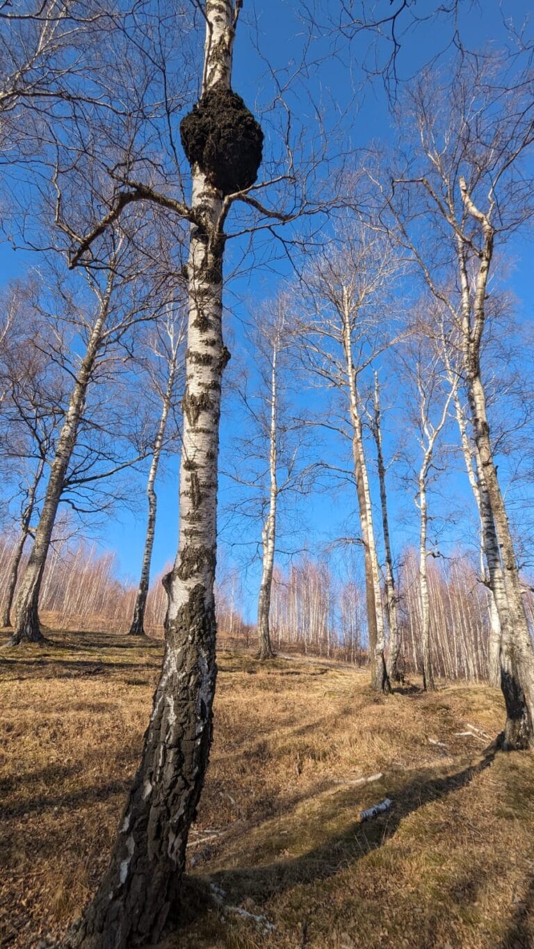 Chaga – Ciuperca Miraculoasă: Beneficii, Utilizări și Precauții ...