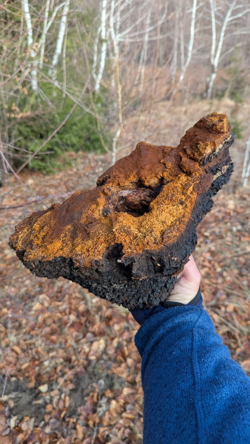 Chaga – Ciuperca Miraculoasă: Beneficii, Utilizări și Precauții ...