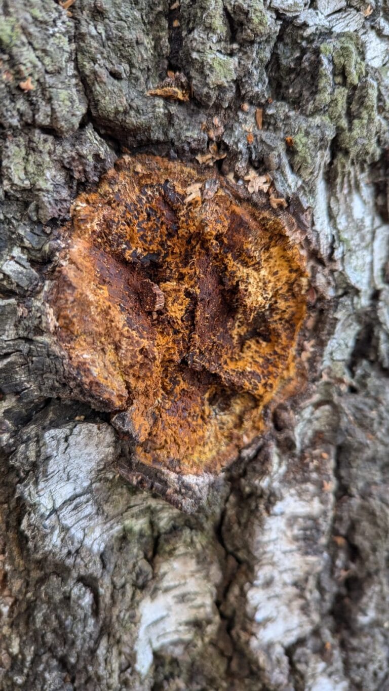 Chaga – Ciuperca Miraculoasă: Beneficii, Utilizări și Precauții ...