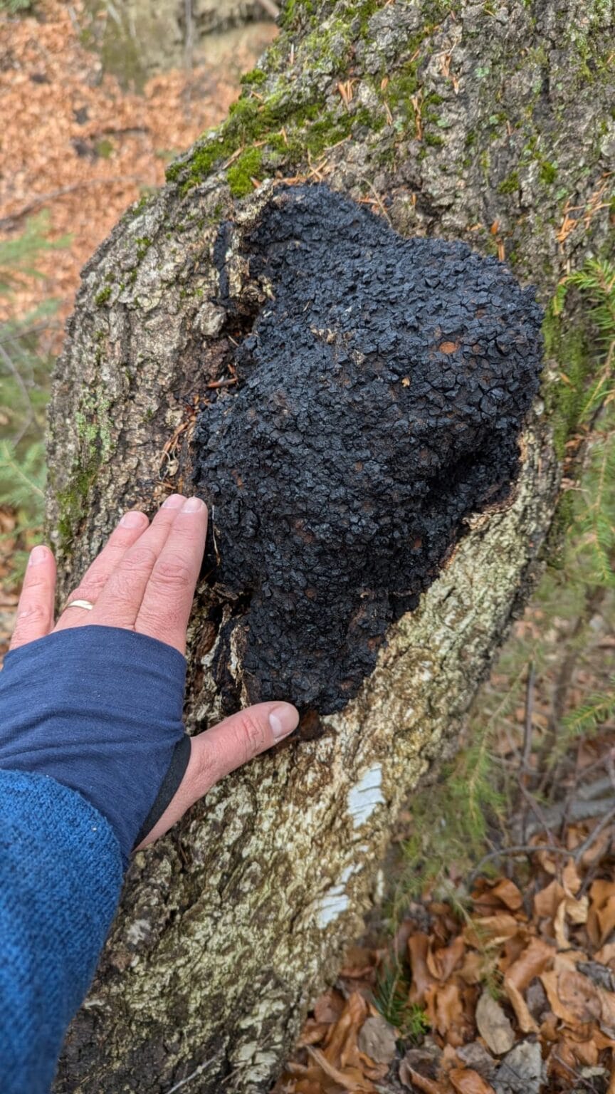 Chaga – Ciuperca Miraculoasă: Beneficii, Utilizări și Precauții ...